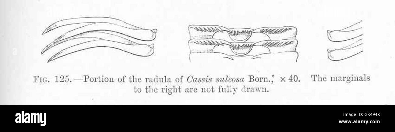 A portion of the radula from Cassis sulcosa, a species of large marine ...