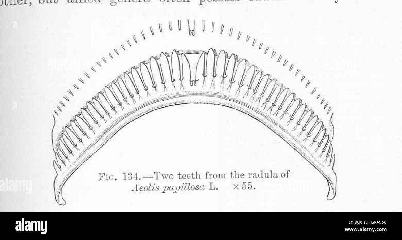 These are two teeth from the *radula* of *Aeolis papillosa*, a species ...