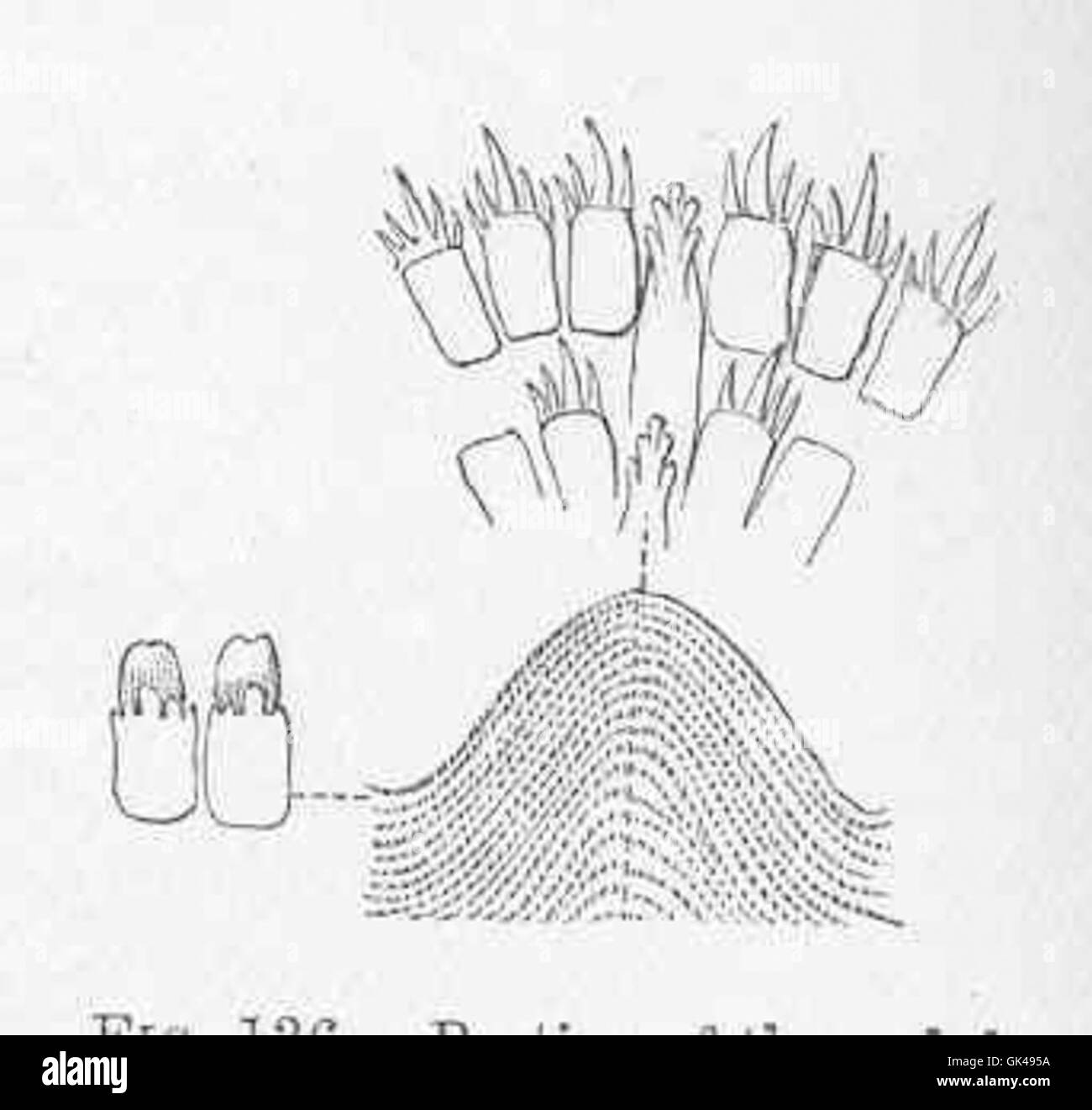 The radula of Gadinia peruviana, a species of marine gastropod from ...