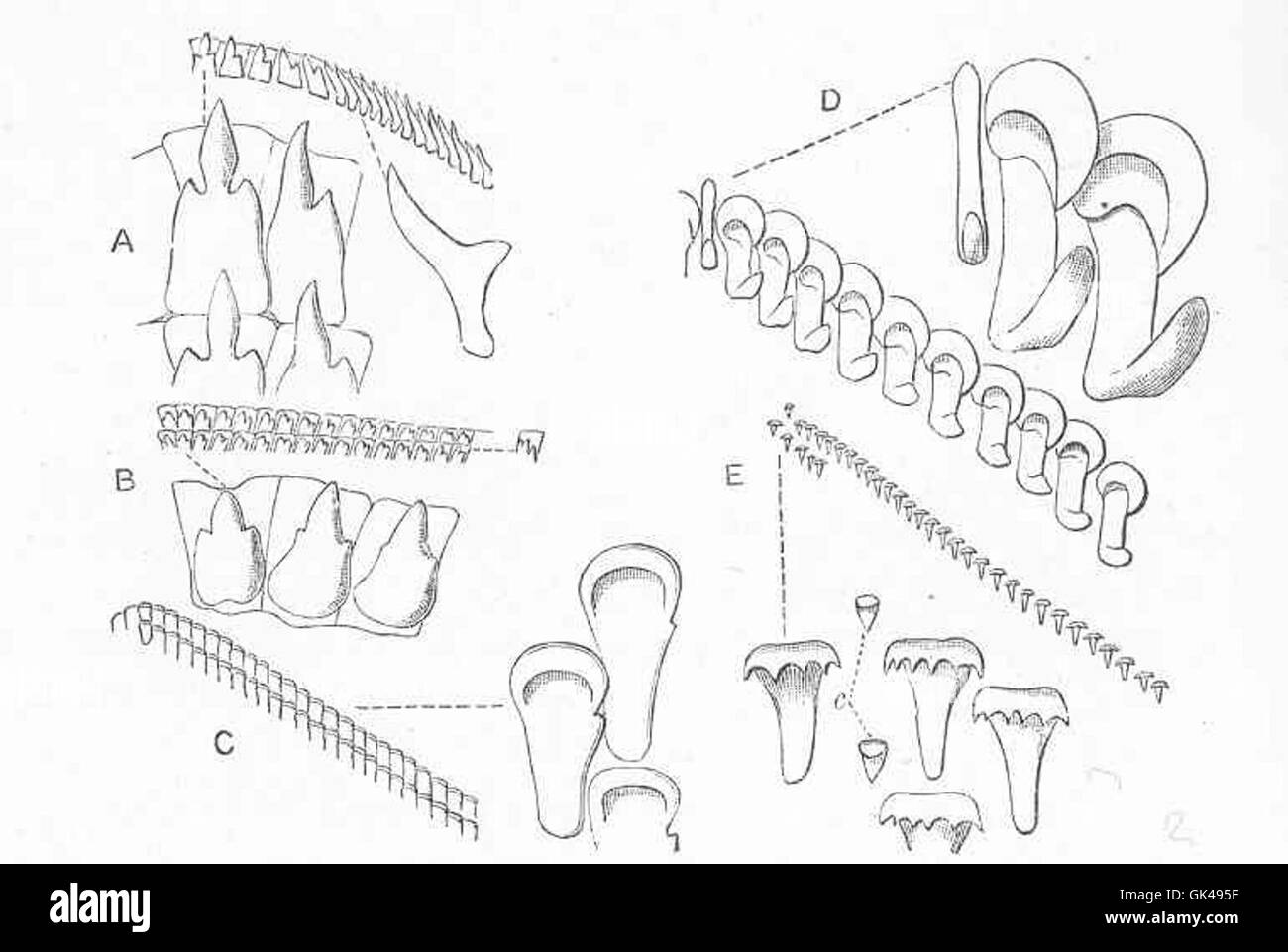 This image shows portions of the radula from Hyalinia nitidula, a ...