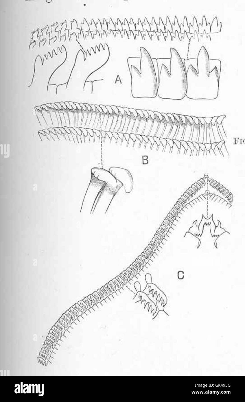 The radula of Limnaea stagnalis, a freshwater snail species, showing ...