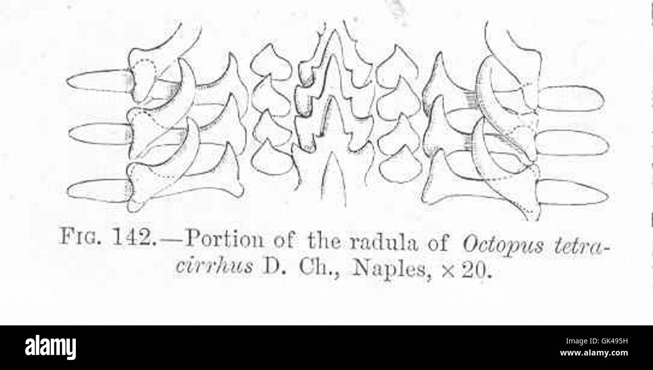 Octopus anatomy Black and White Stock Photos & Images - Alamy