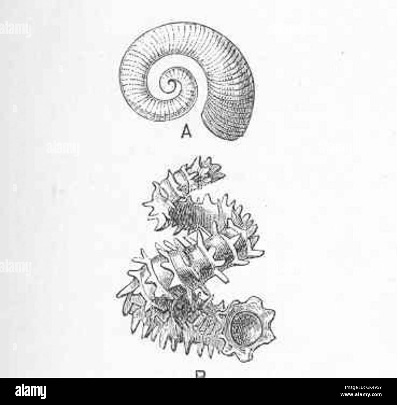 48656 Examples of shells with disconnected whorls; A, Cyathopoma cornu ...