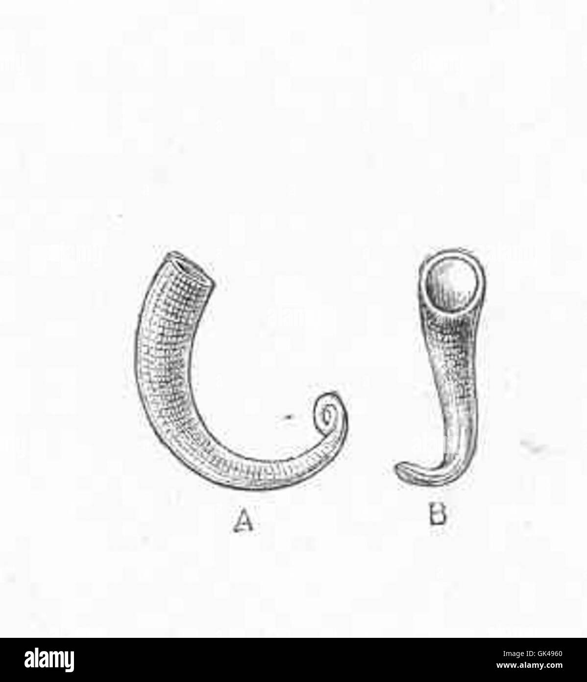 Whorls Black and White Stock Photos & Images - Alamy