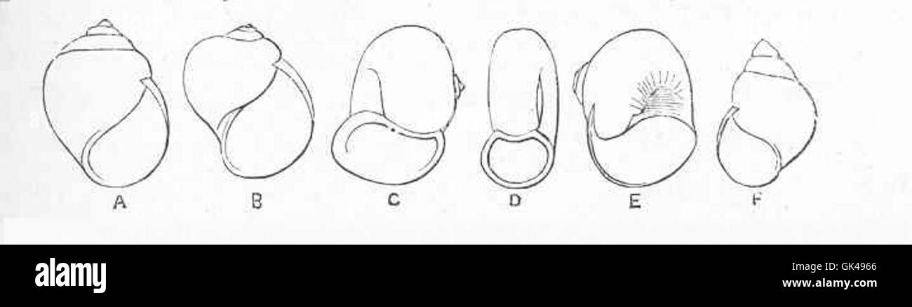 Genetic progression illustration Black and White Stock Photos & Images ...
