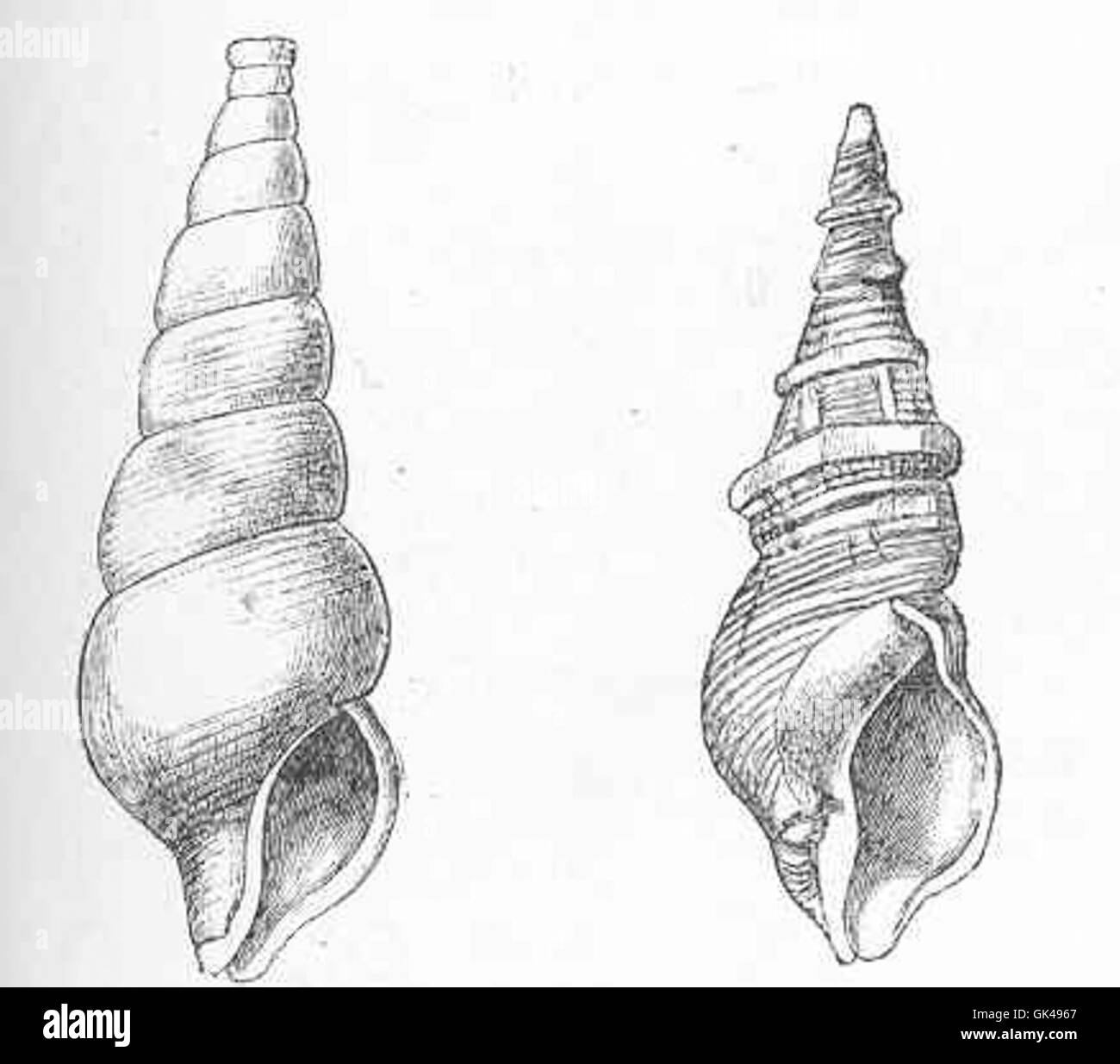 This image shows deformities in Neptunea antigua and Buccinum undatum ...