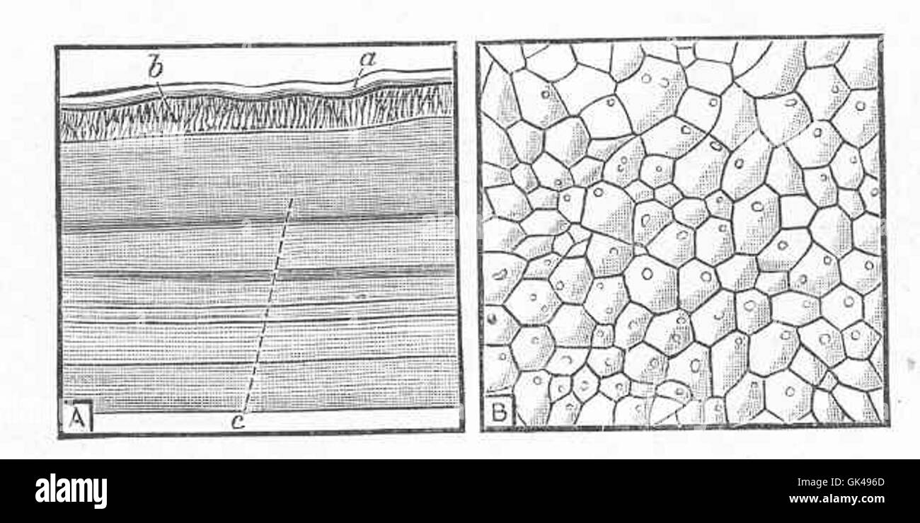 Old map and shell Cut Out Stock Images & Pictures - Alamy