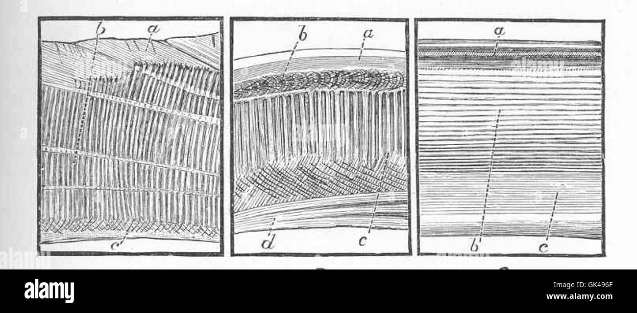 Three distinct shell types hi-res stock photography and images - Alamy