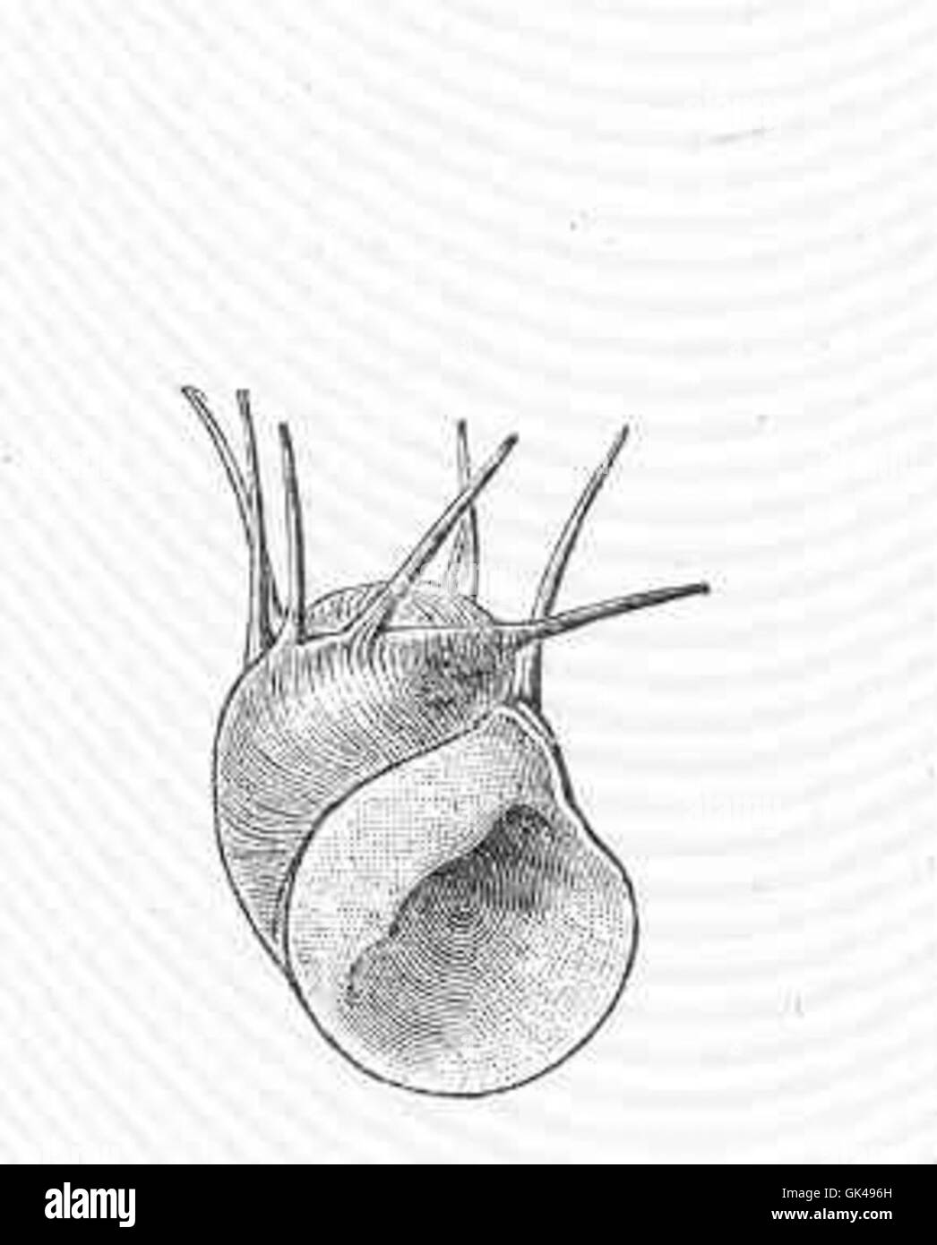 Patterned species Cut Out Stock Images & Pictures - Alamy