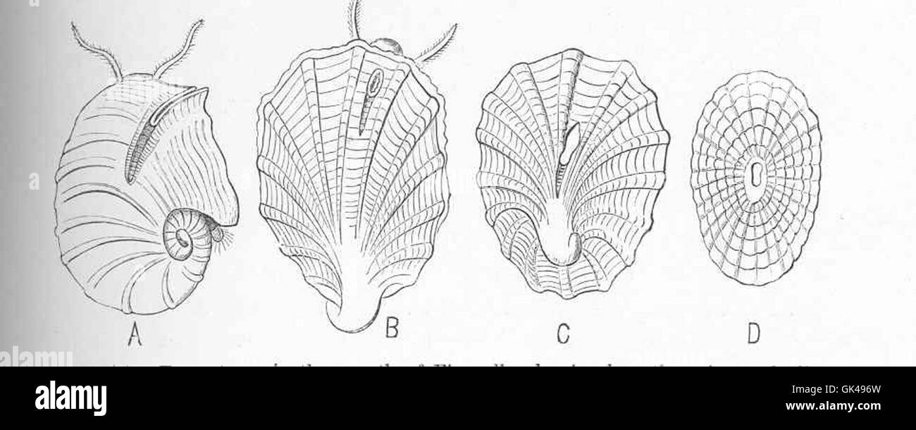 Marginal image Black and White Stock Photos & Images - Alamy