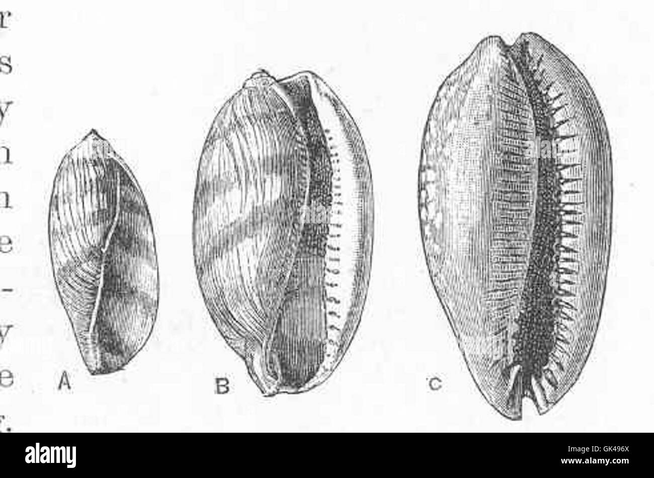 Exanthema hi-res stock photography and images - Alamy