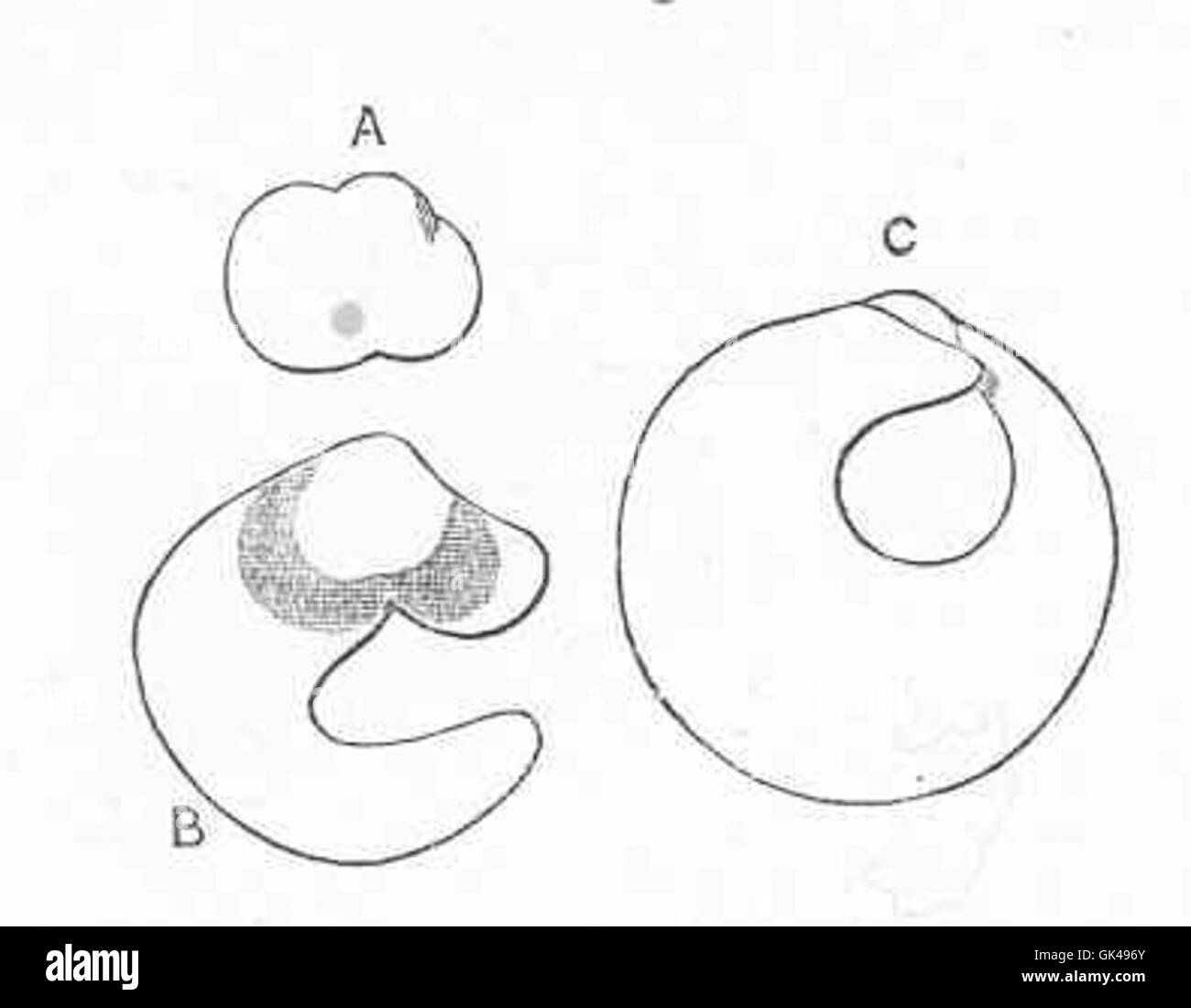 This diagram shows the development of the byssus, or plug-hole, in ...