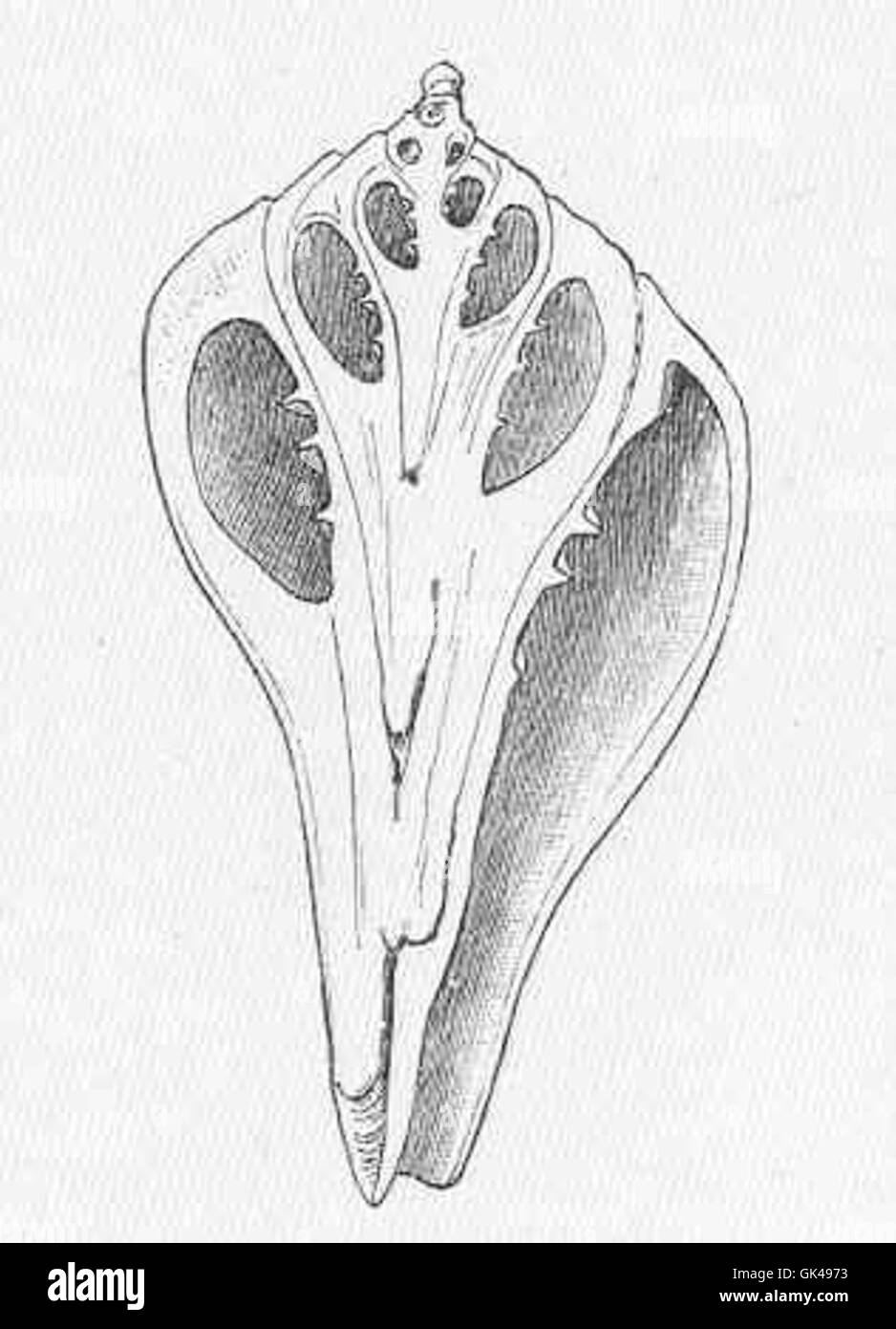 This section of Tubinella pyrium L. highlights the plieae on the ...