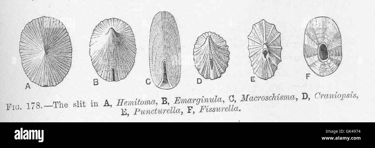 This diagram shows the anatomical slits in various mollusk species, including *Hemitoma ...