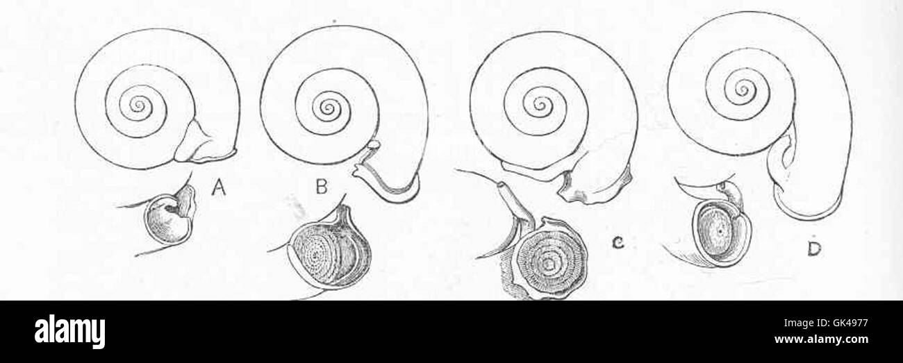 The development of the tube in tube-dwelling operculate species is ...