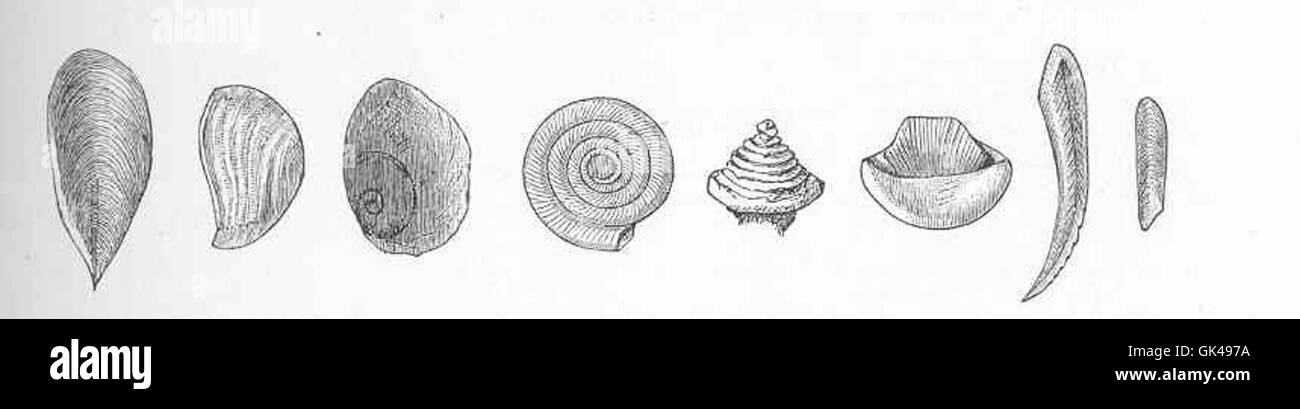 48688 Various forms of opercula Stock Photo - Alamy