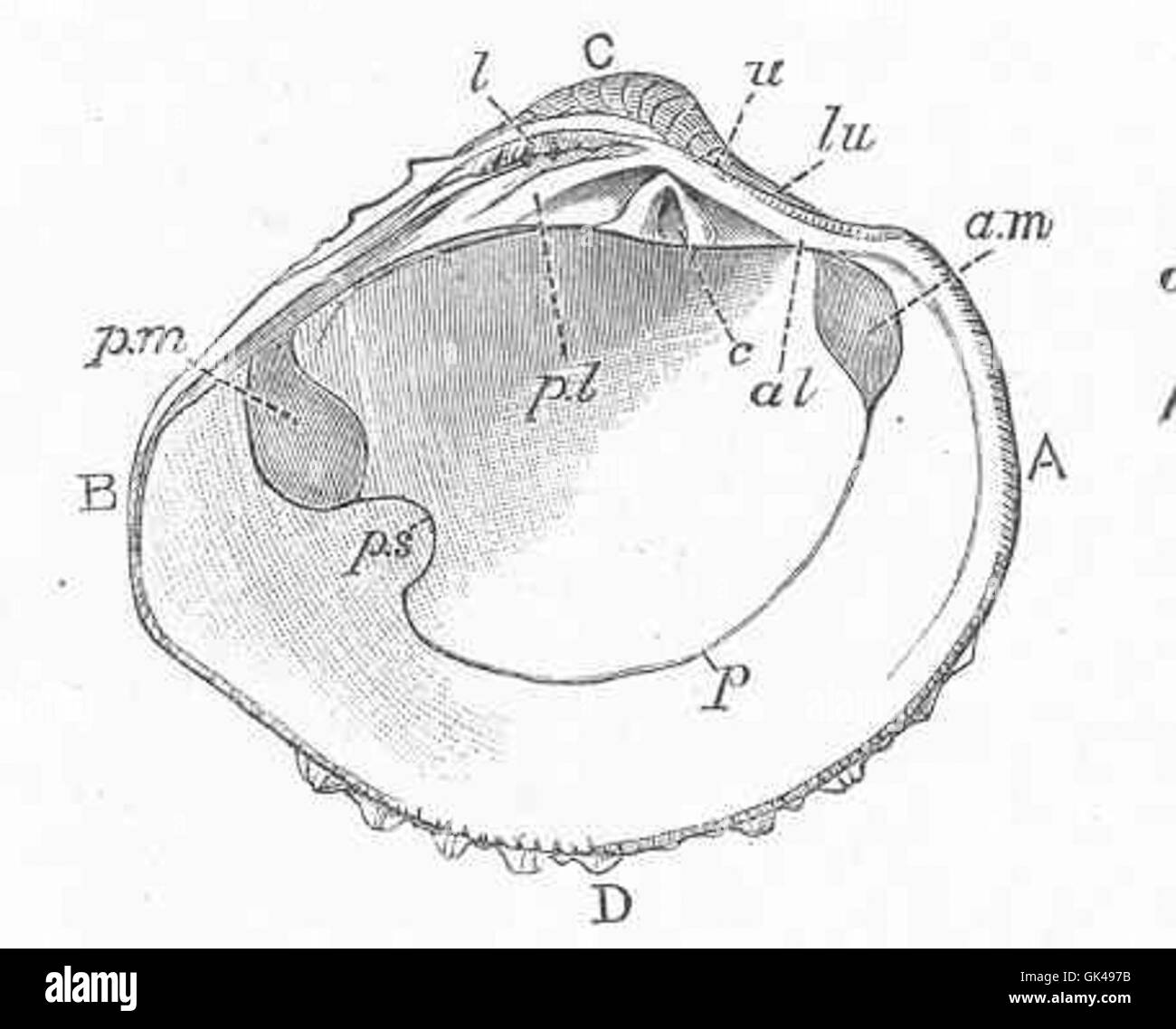 Bivalves bivalve Black and White Stock Photos & Images - Alamy