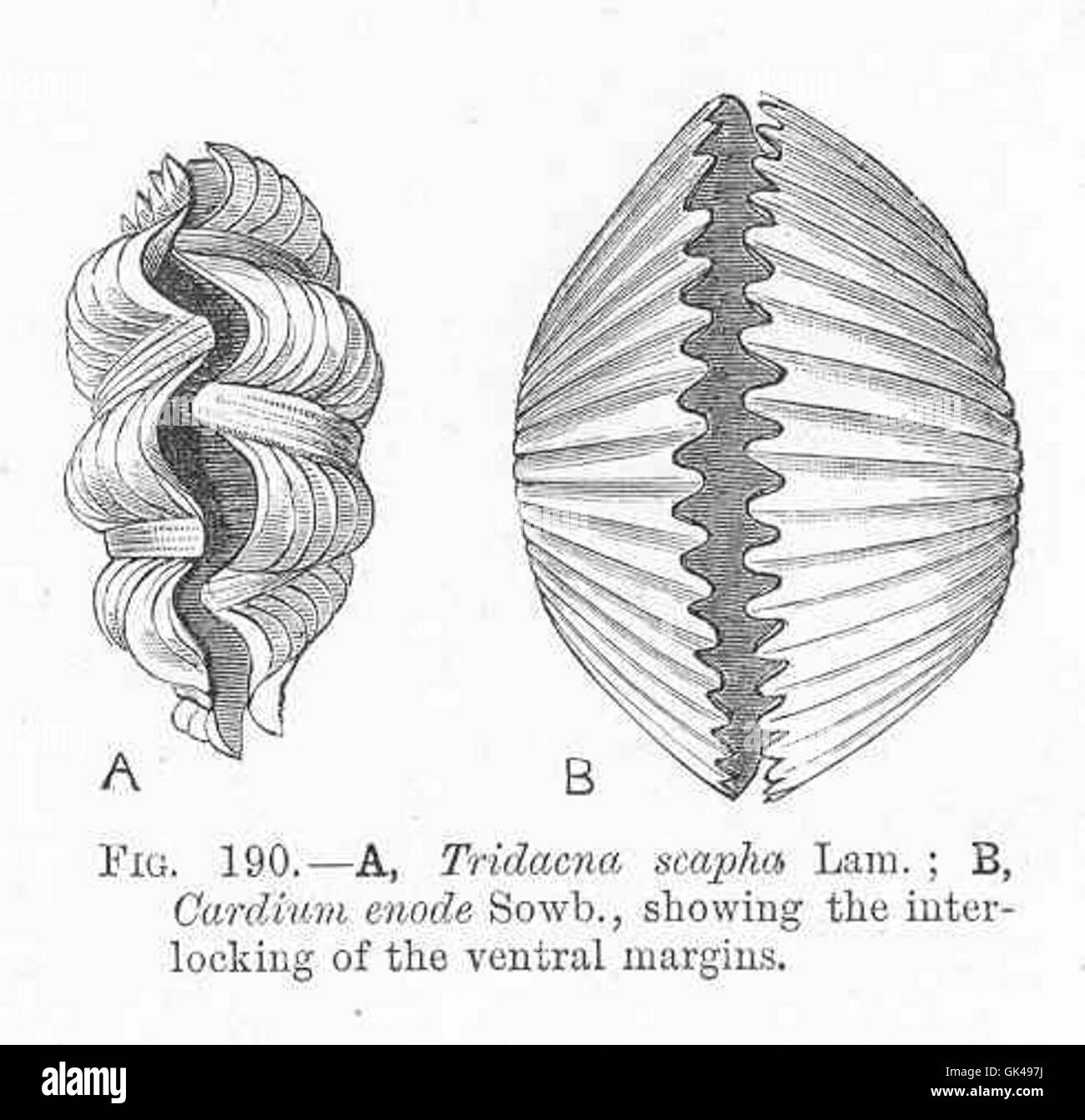 48695 Tridaena scapha Lam (A Stock Photo - Alamy