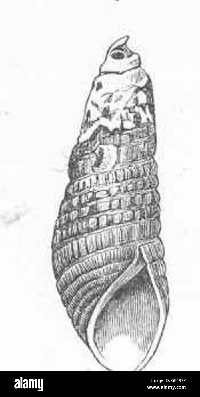 This image shows an example of the freshwater shell Melania confusa ...