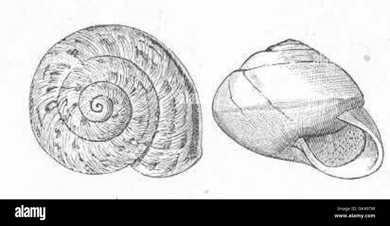 The characteristic shells of Southern France include a variety of ...