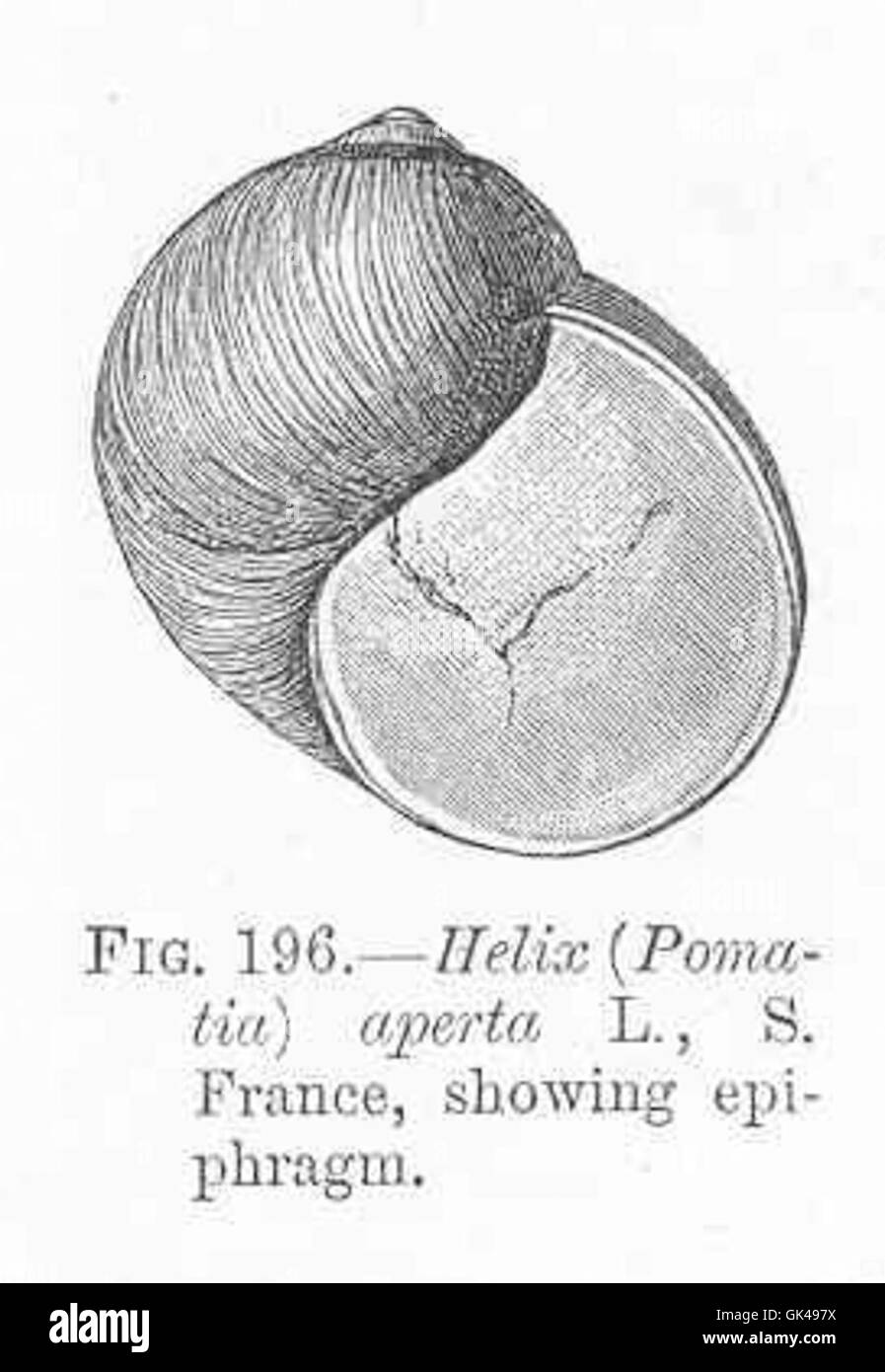 Epiphragm hi-res stock photography and images - Alamy