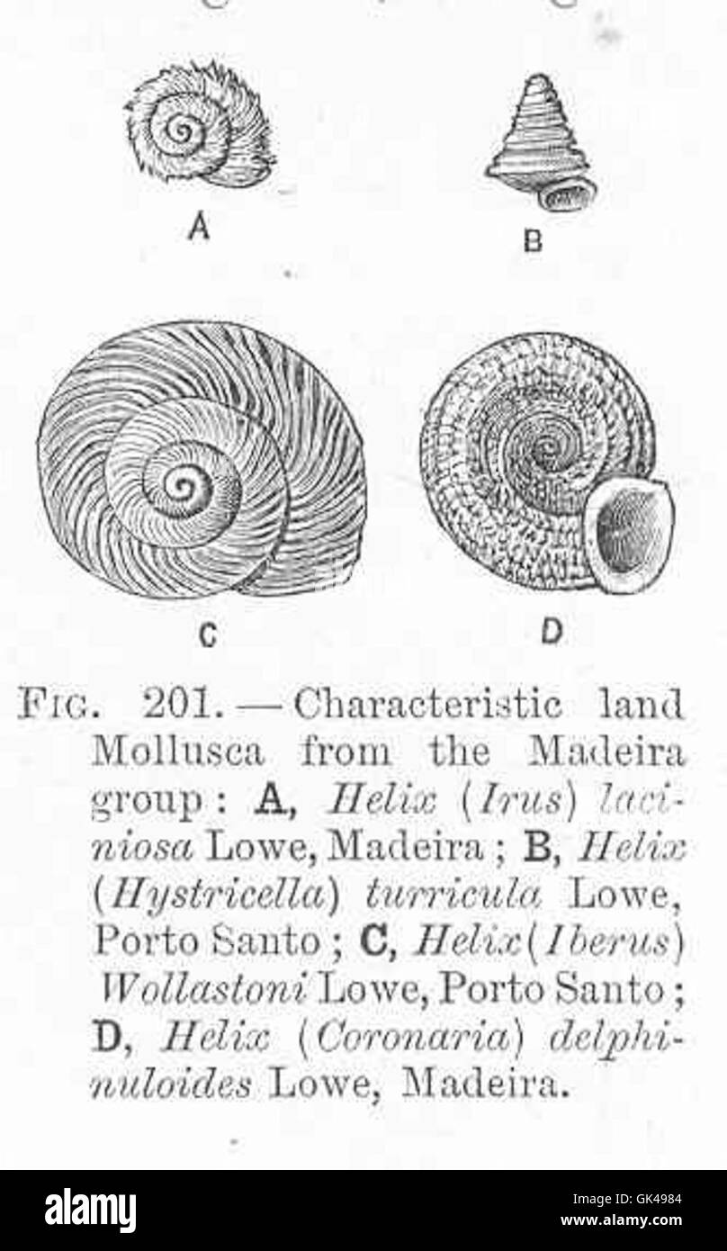 Land mollusca Black and White Stock Photos & Images - Alamy