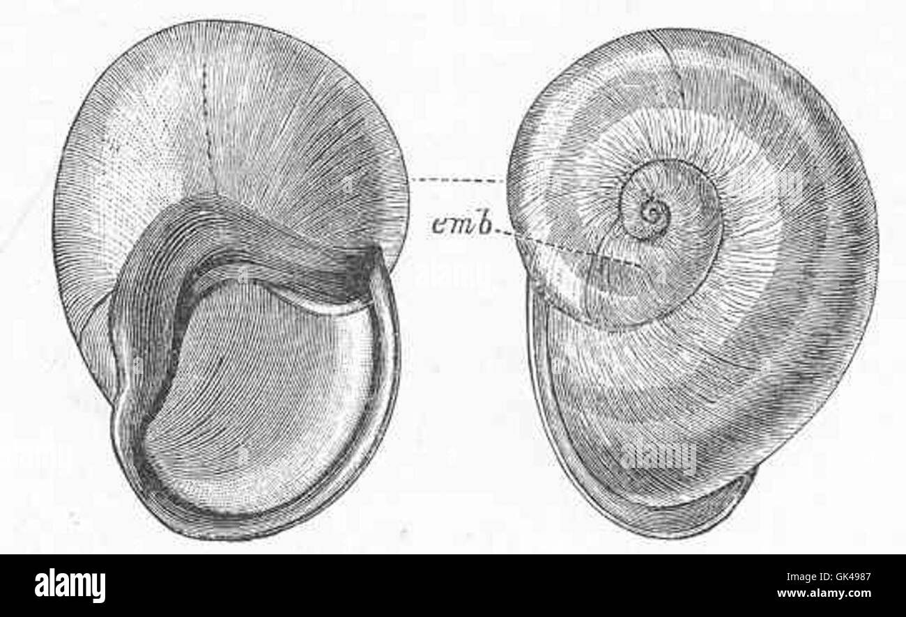 Helix waltoni (Acavus) is a species of land snail native to Ceylon ...