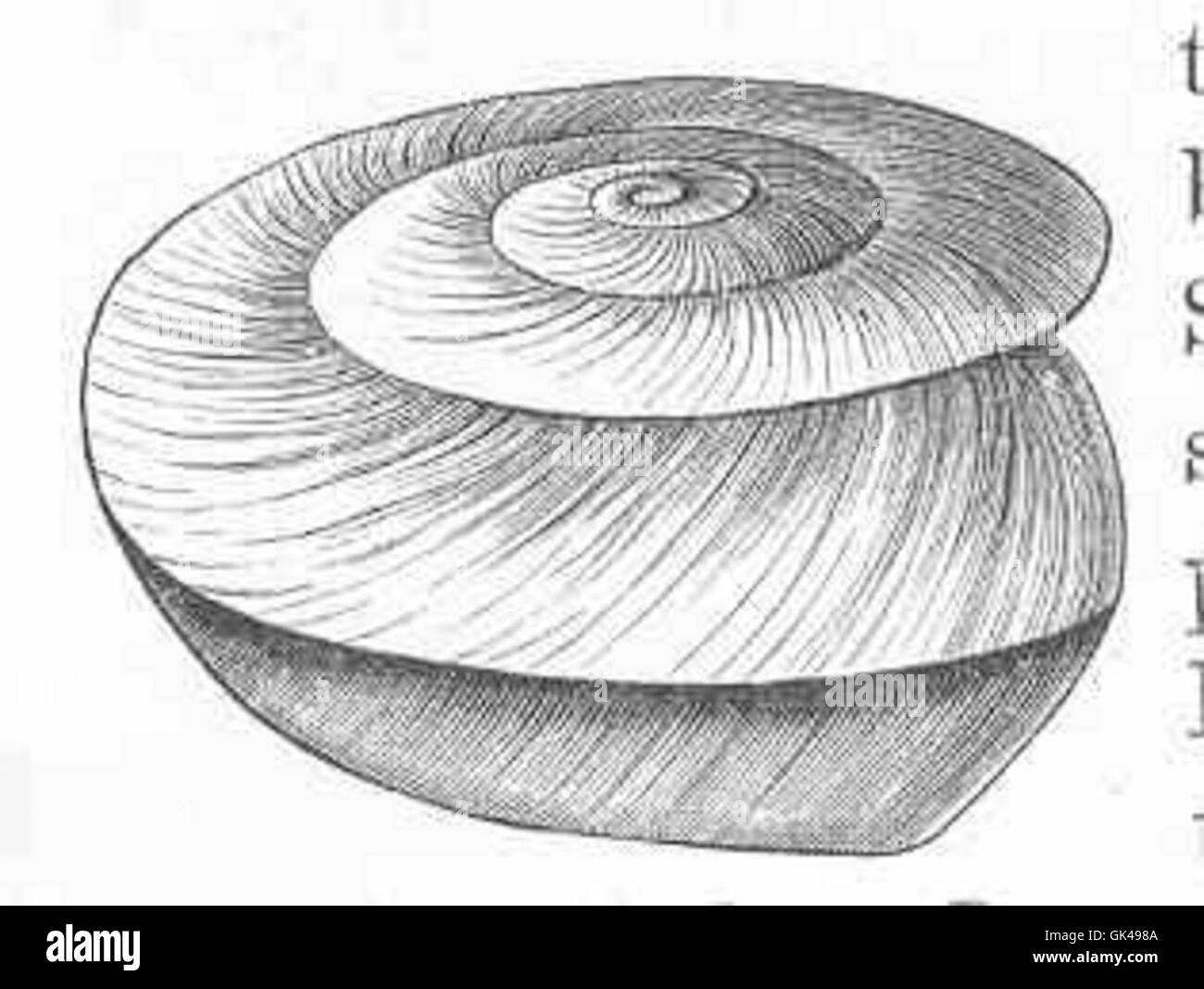 Ariophanta rumphii, a species of land snail native to Java, is known ...