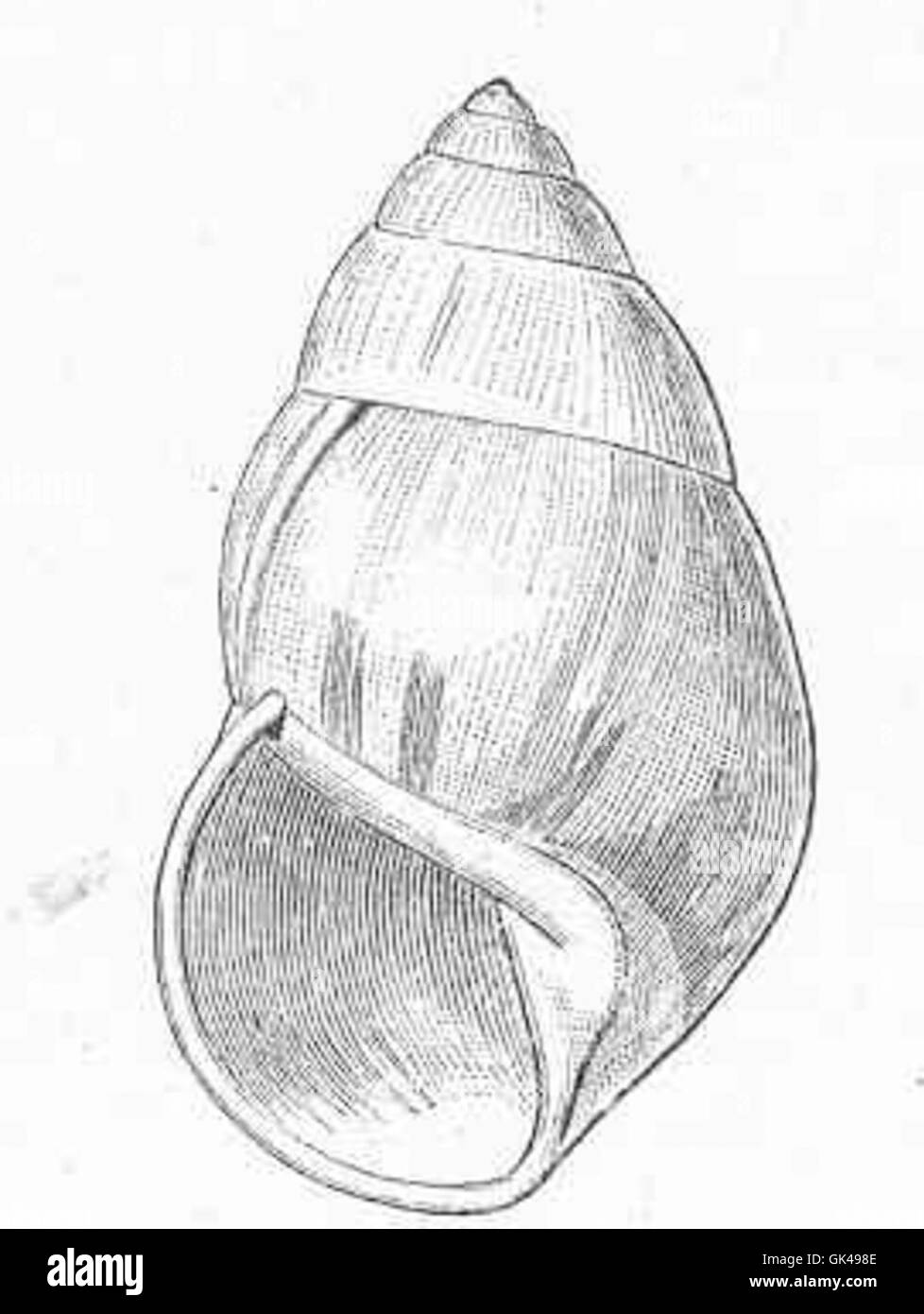 Amphidromus Black and White Stock Photos & Images - Alamy