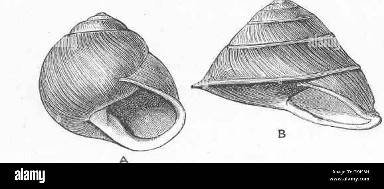 The Australian Helixes are a group of land snails native to Australia ...