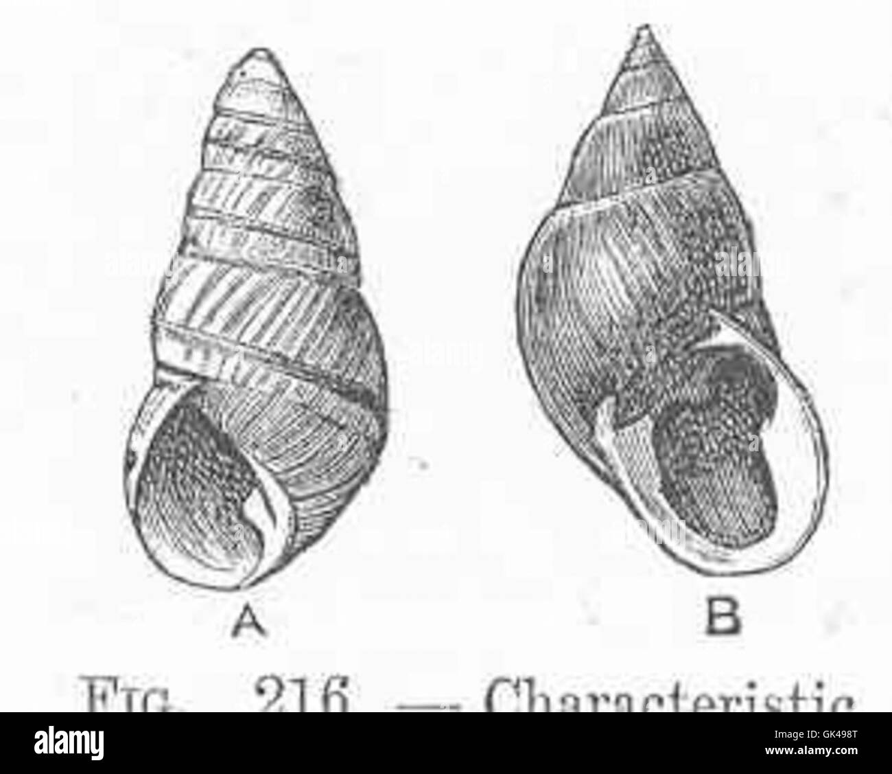 An illustration of characteristic Polynesian mollusks, highlighting ...