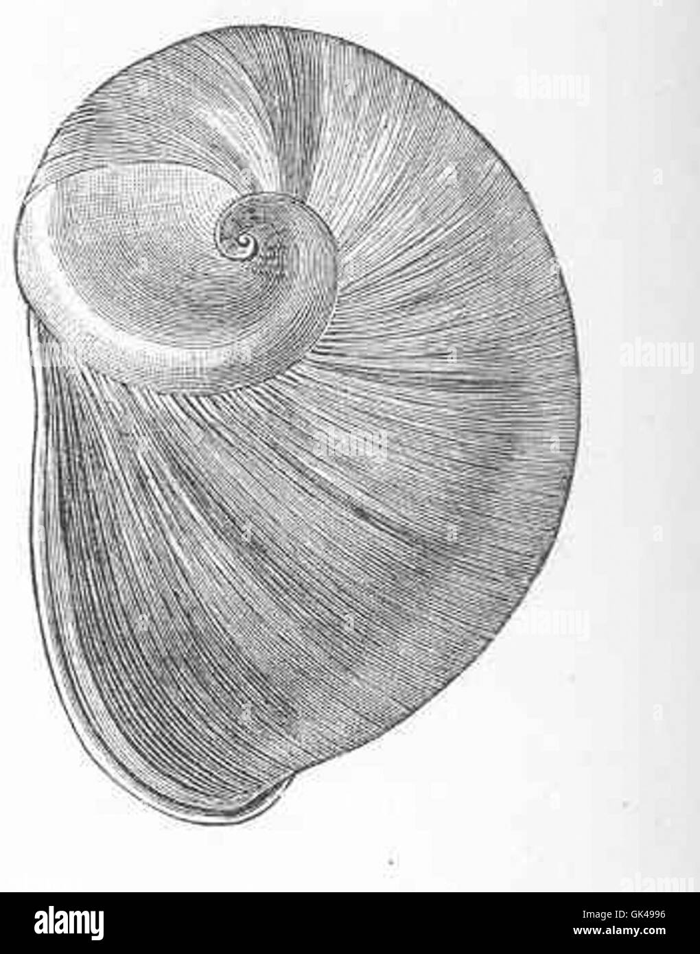 48729 Helix (Helocophanta) sowerbiana Fisch, Madagascar, showing ...