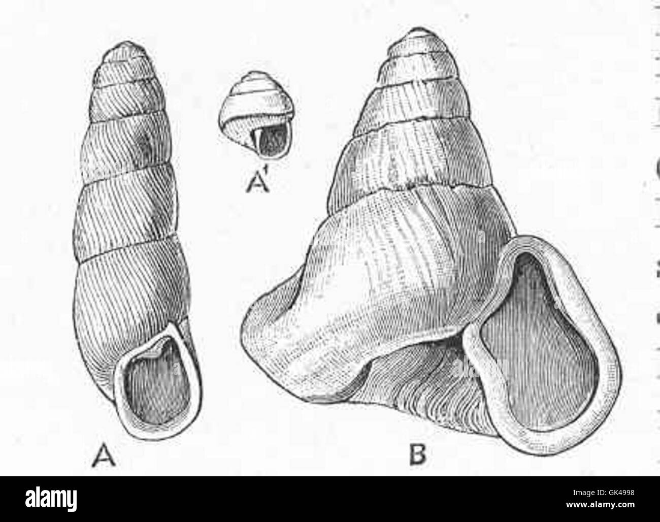 This image depicts characteristic land shells found in Mauritius, an ...