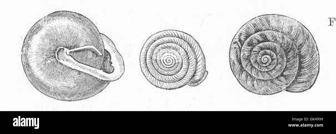 Mollusca Black and White Stock Photos & Images - Alamy