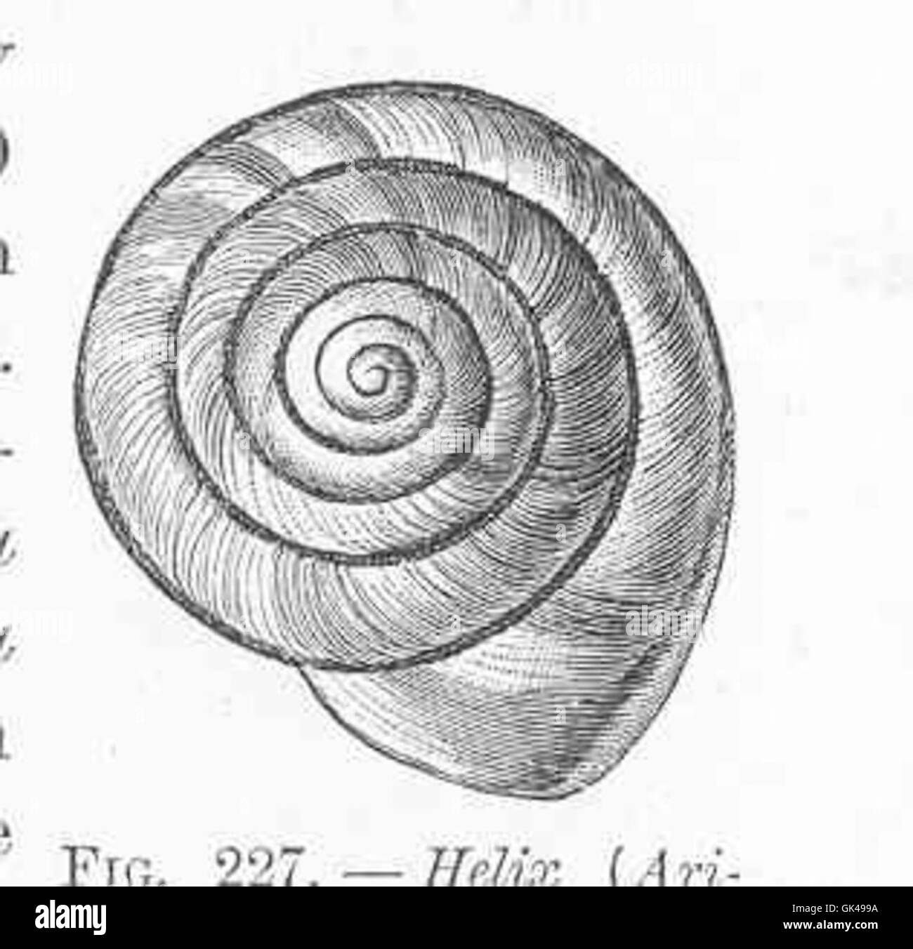 Mollusks species Black and White Stock Photos & Images - Alamy