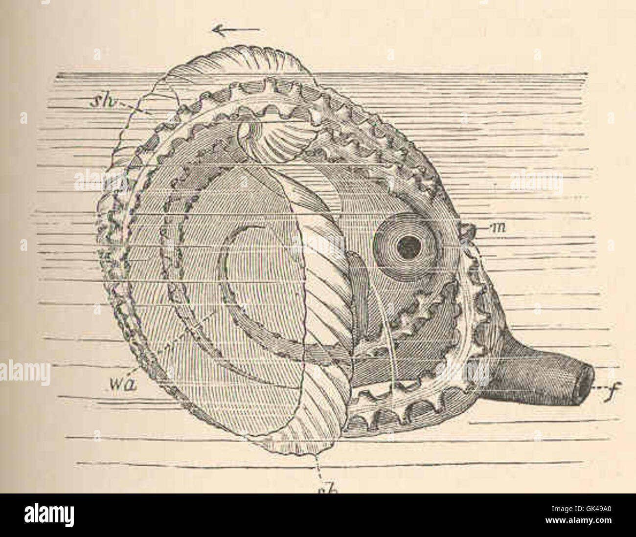 Argonauta argo, also known as the paper nautilus, is an octopus species ...