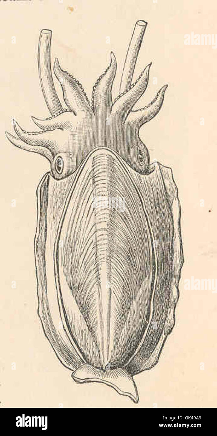 Sepia officinalis, the common cuttlefish, is a marine cephalopod. This ...
