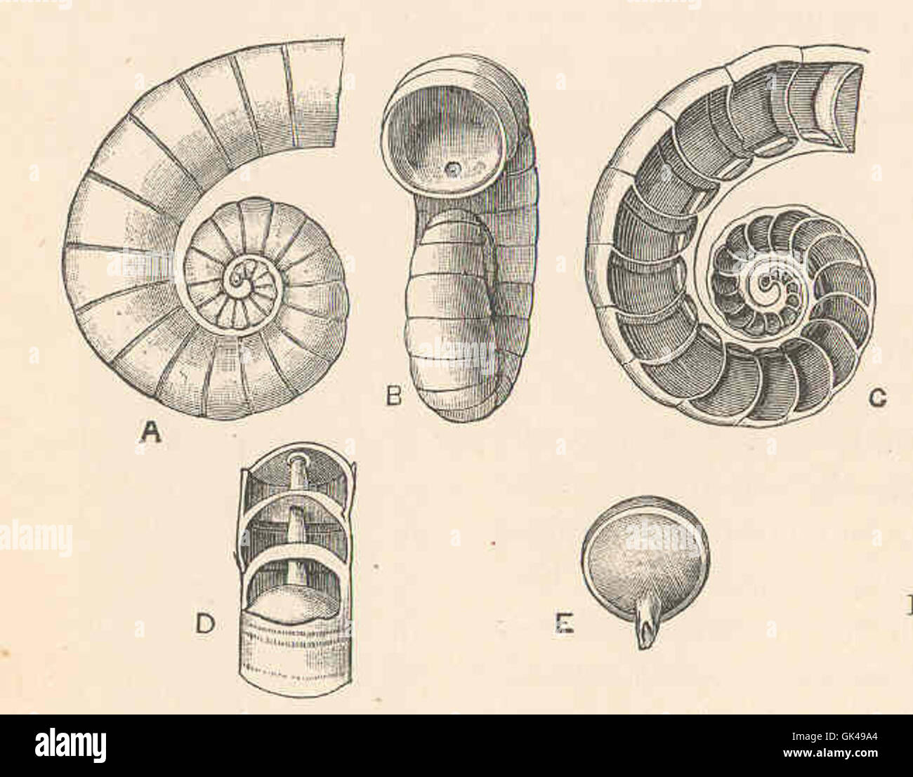 Distinctive spiral shells hi-res stock photography and images - Alamy