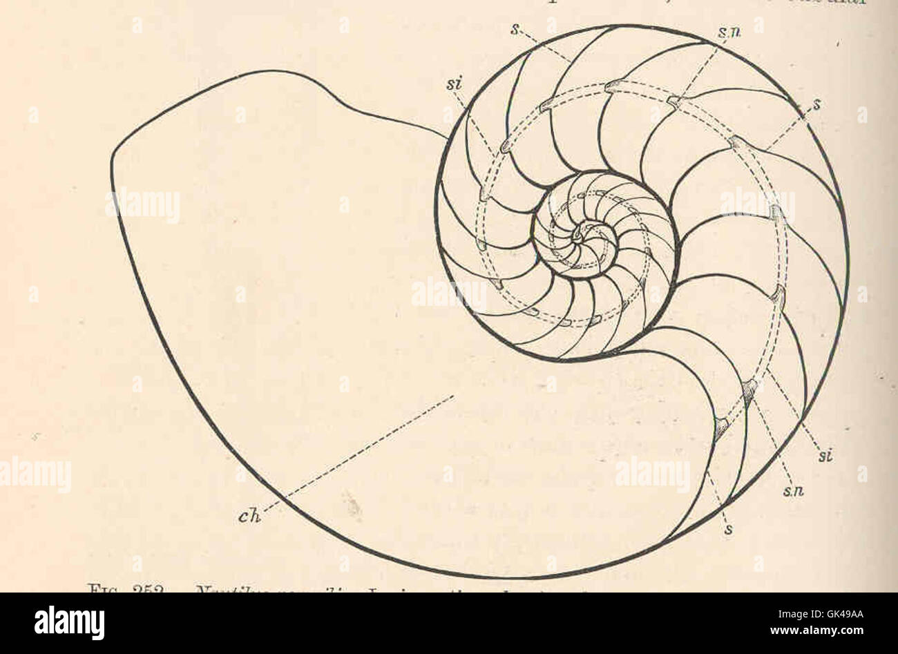 An anatomical illustration of Nautilus pompilius, showing the internal ...