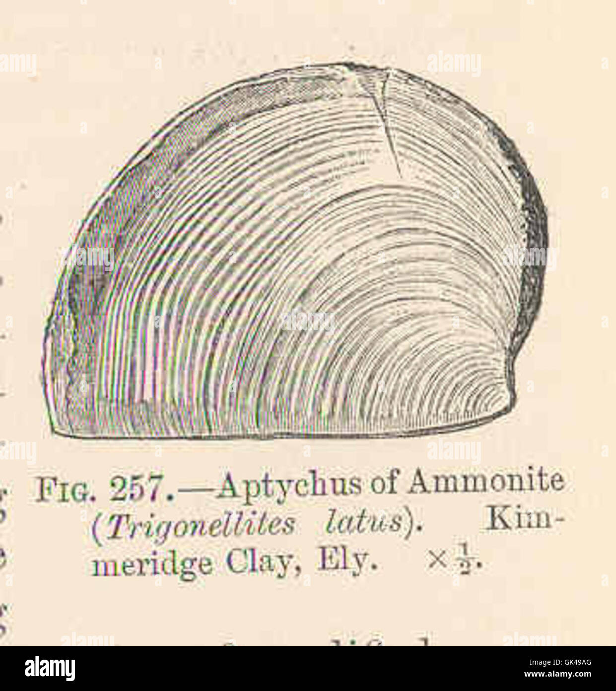 Trigonellites hi-res stock photography and images - Alamy