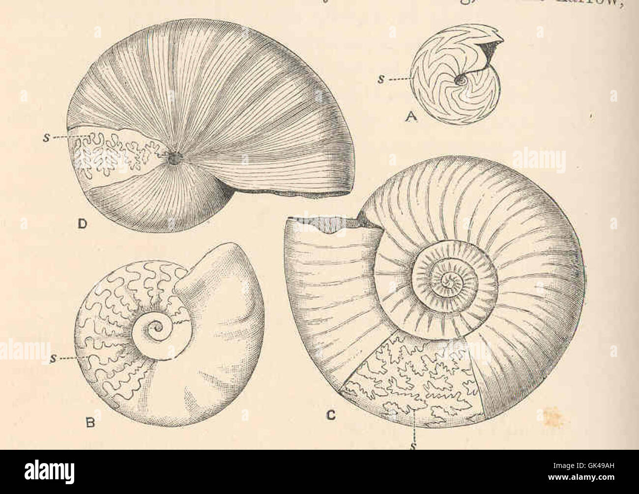 Various forms of Ammonoides, an extinct genus of cephalopods that lived ...