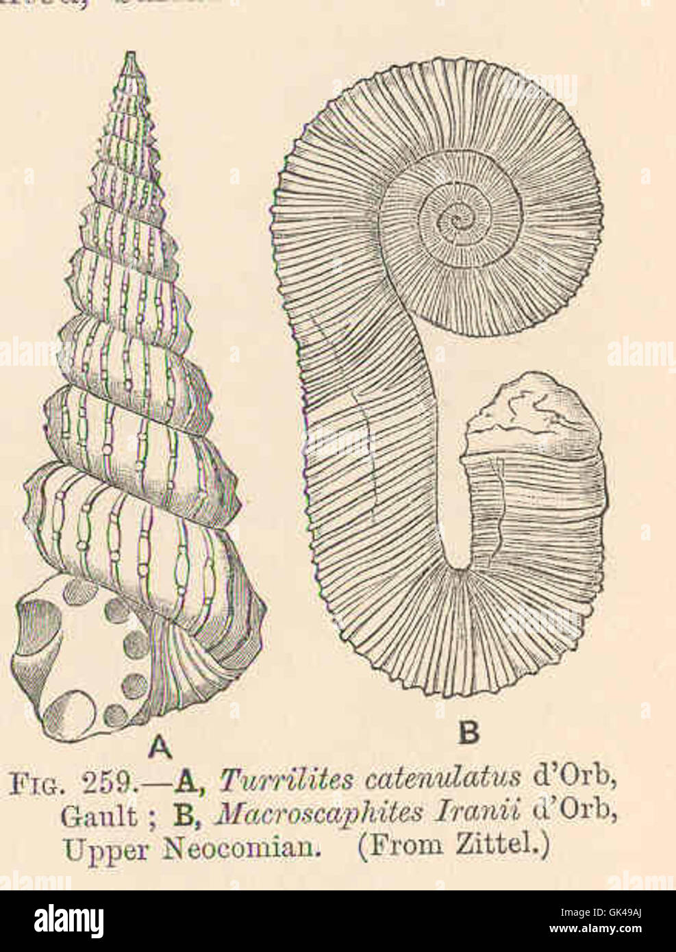 Turrilites catenulatus is an extinct species of ammonite that lived ...