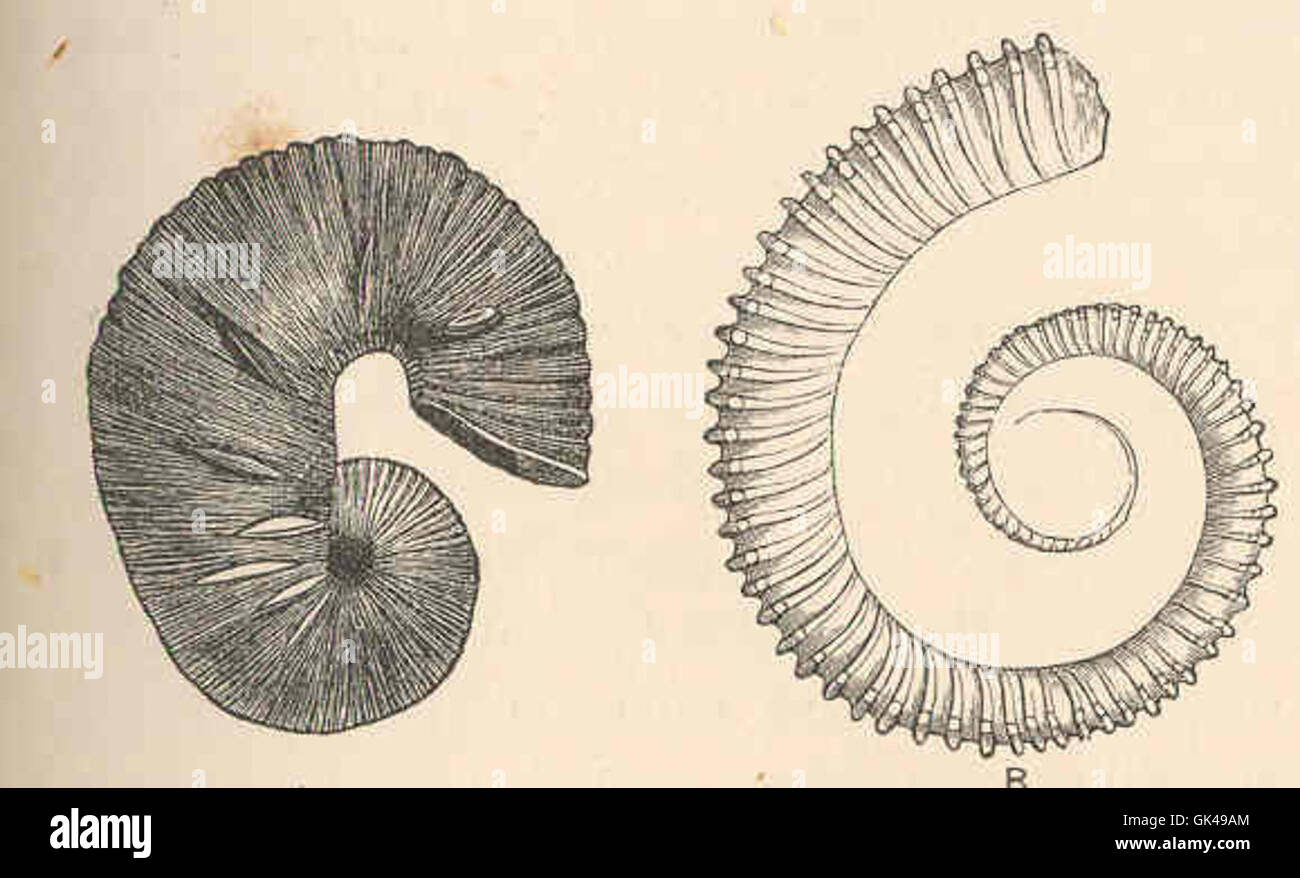 Scaphites hi-res stock photography and images - Alamy
