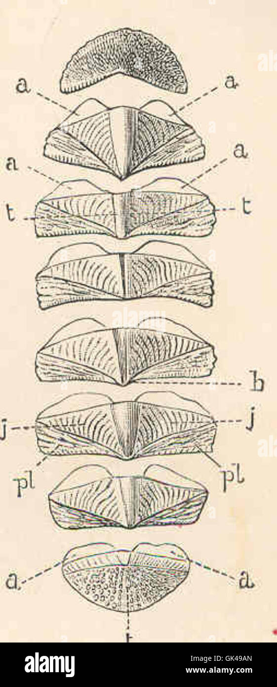 The valves of a Chiton separated to show the various parts ...