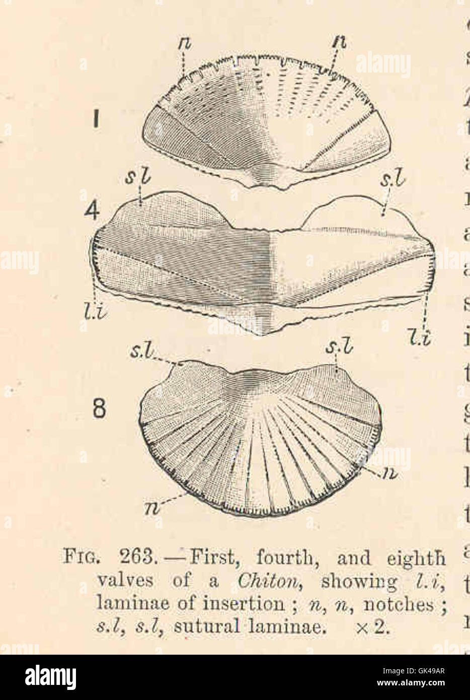 The first, fourth, and eighth valves of a chiton are shown ...