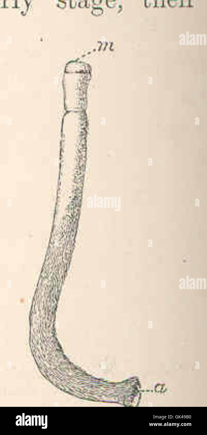 Chaetoderma nitidulum, a species of marine invertebrate in the phylum ...