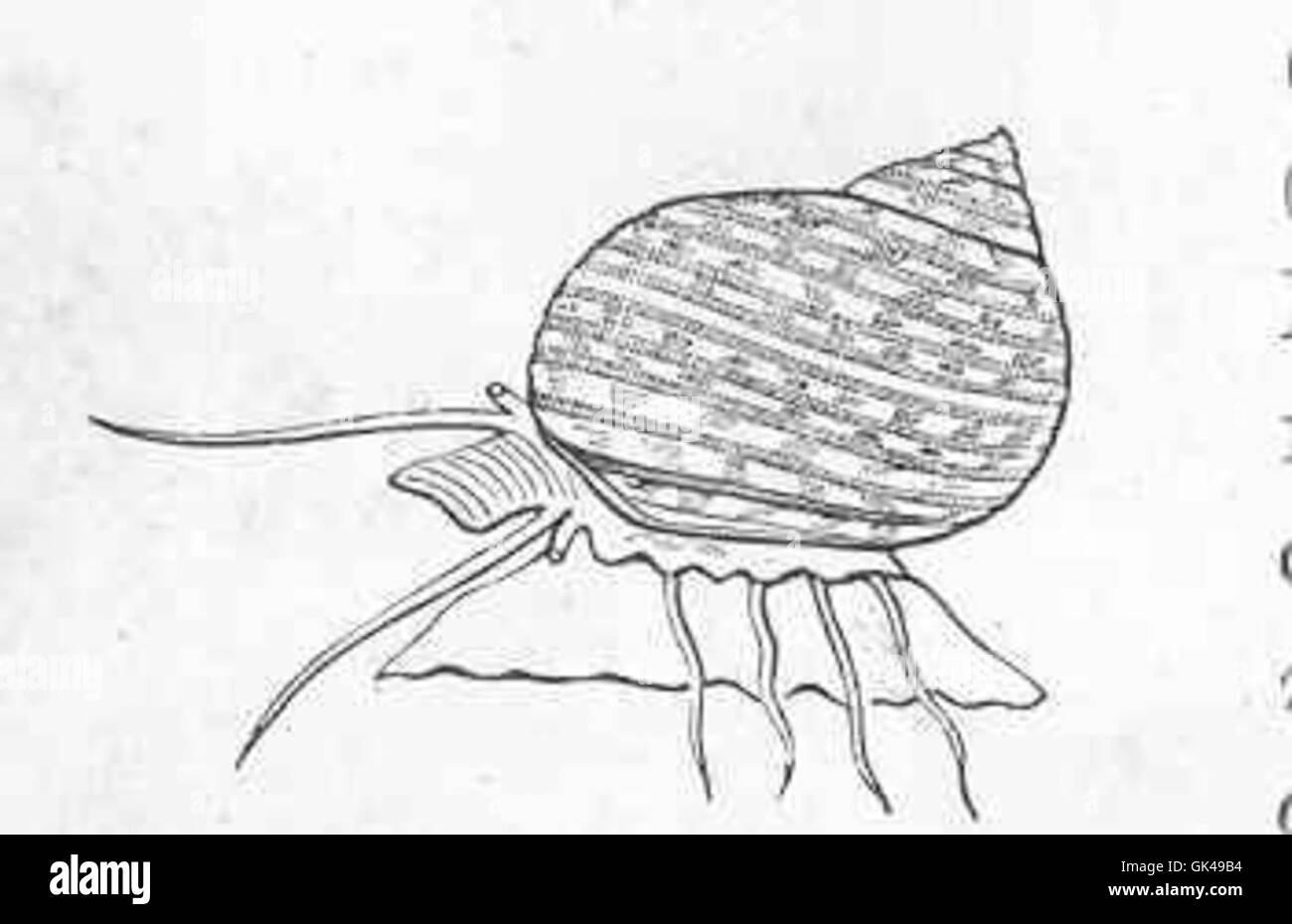 Monodonta canalifera hi-res stock photography and images - Alamy