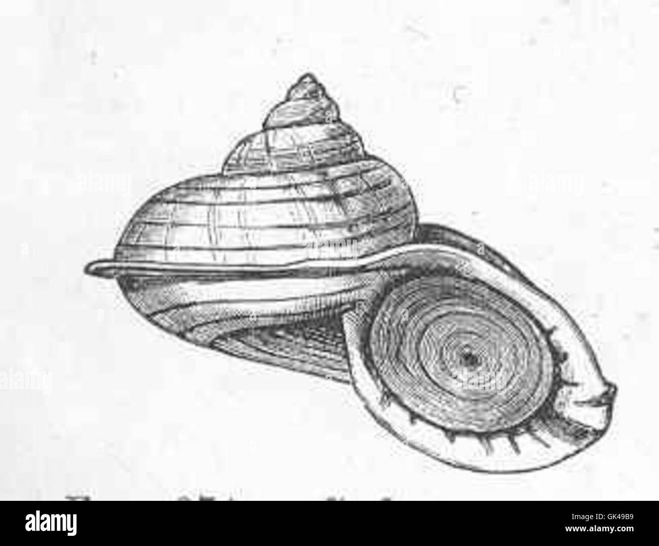 Cyclostoma Black and White Stock Photos & Images - Alamy