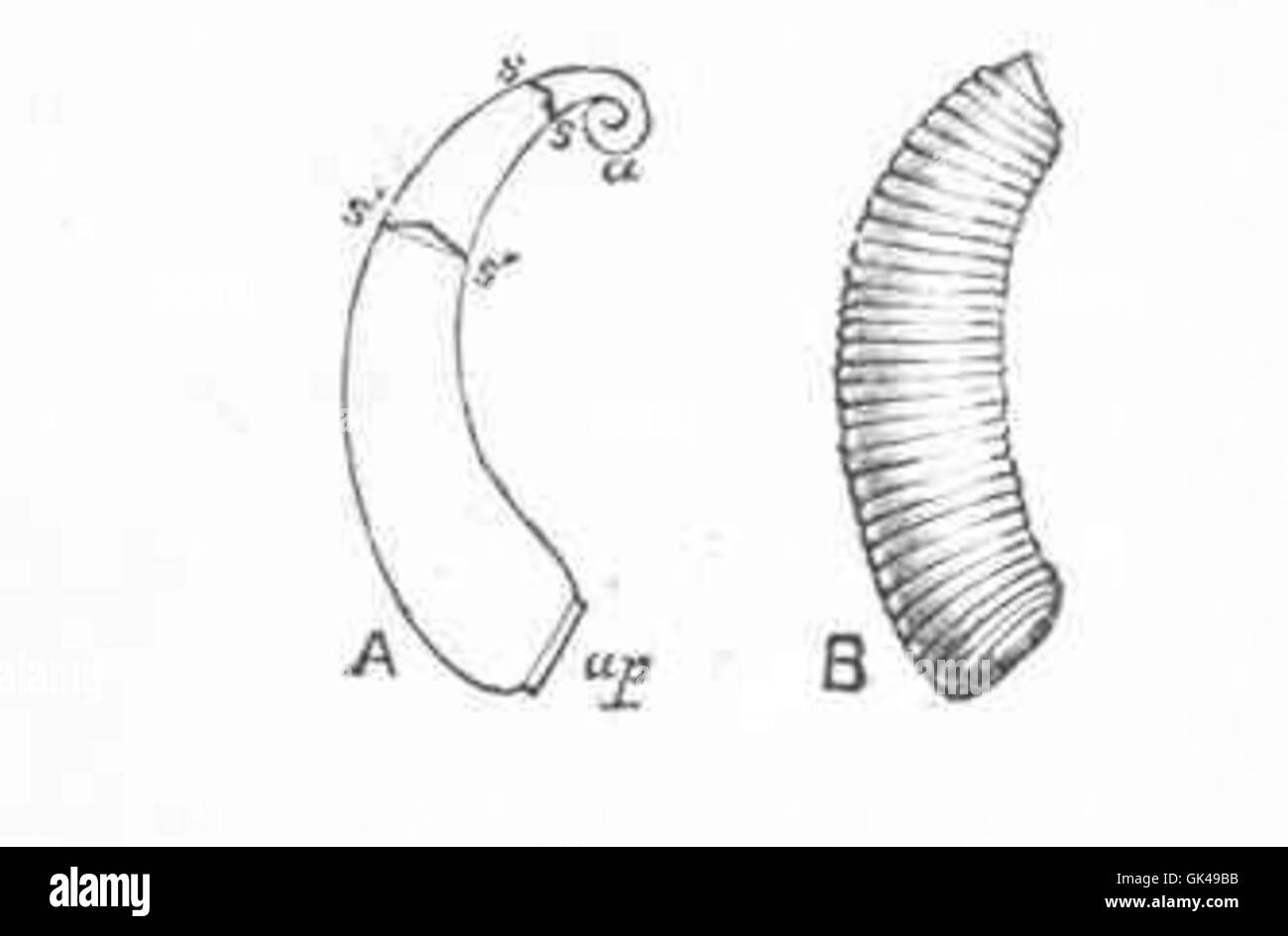 Anatomical processes Cut Out Stock Images & Pictures - Alamy