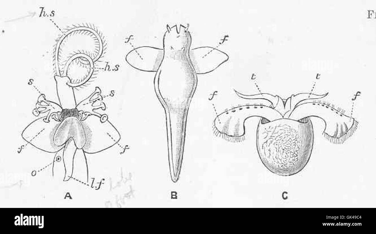 The anterior portion of Pneumoderma is part of a genus of fossilized ...